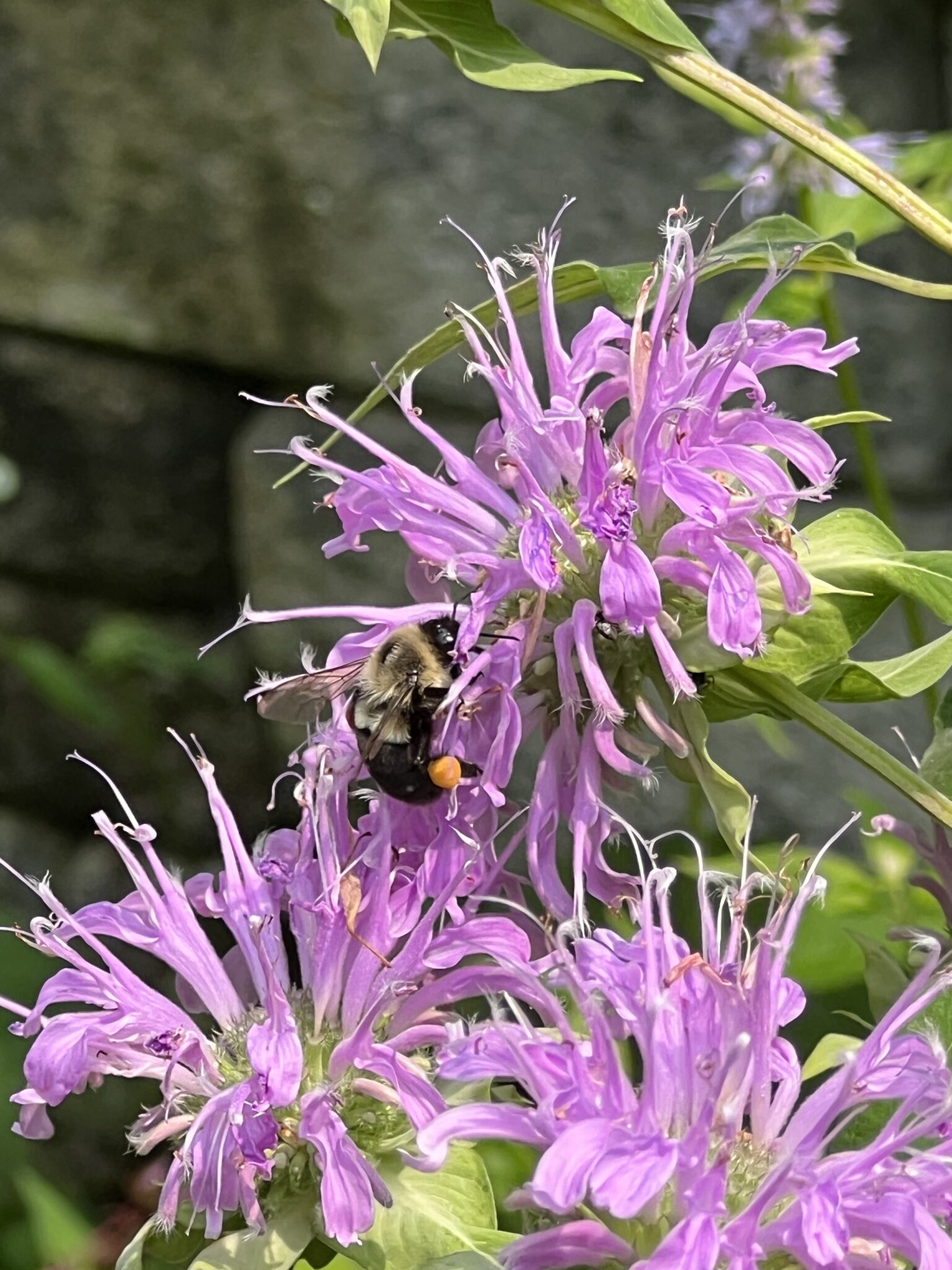 Monarda: A Balm for the Spirit - Nature Center at Greenburgh