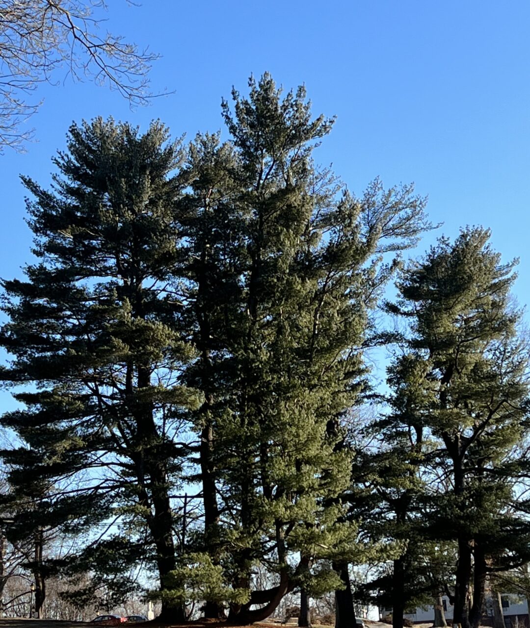 American Evergreen: Revisiting the White Pine - Nature Center at Greenburgh