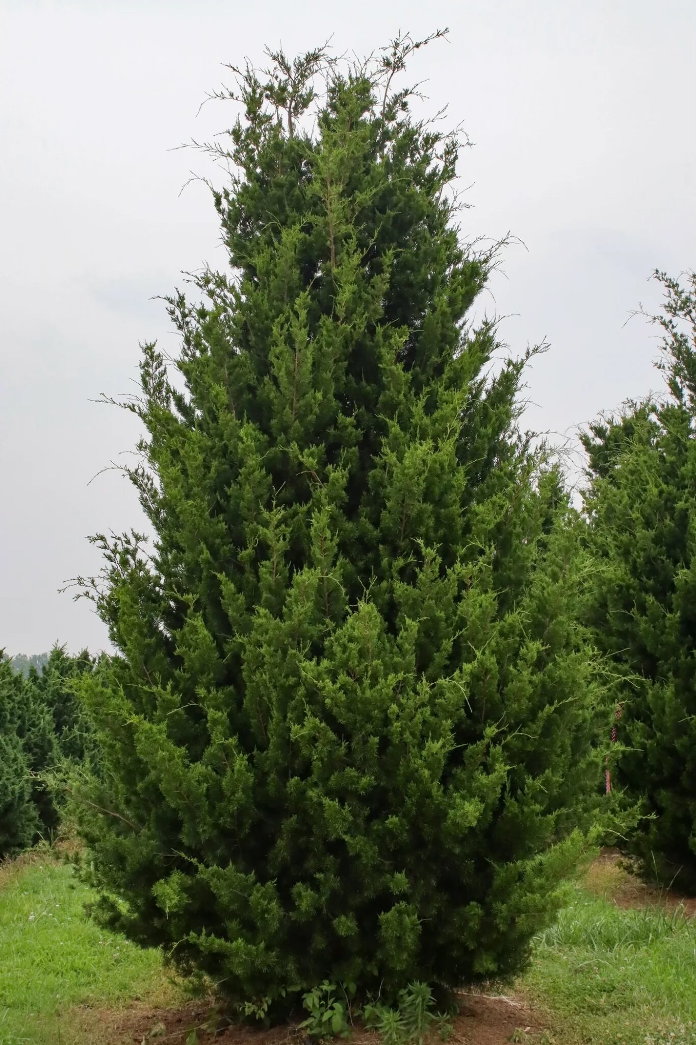American Evergreen: Eastern Red-cedar - Nature Center at Greenburgh