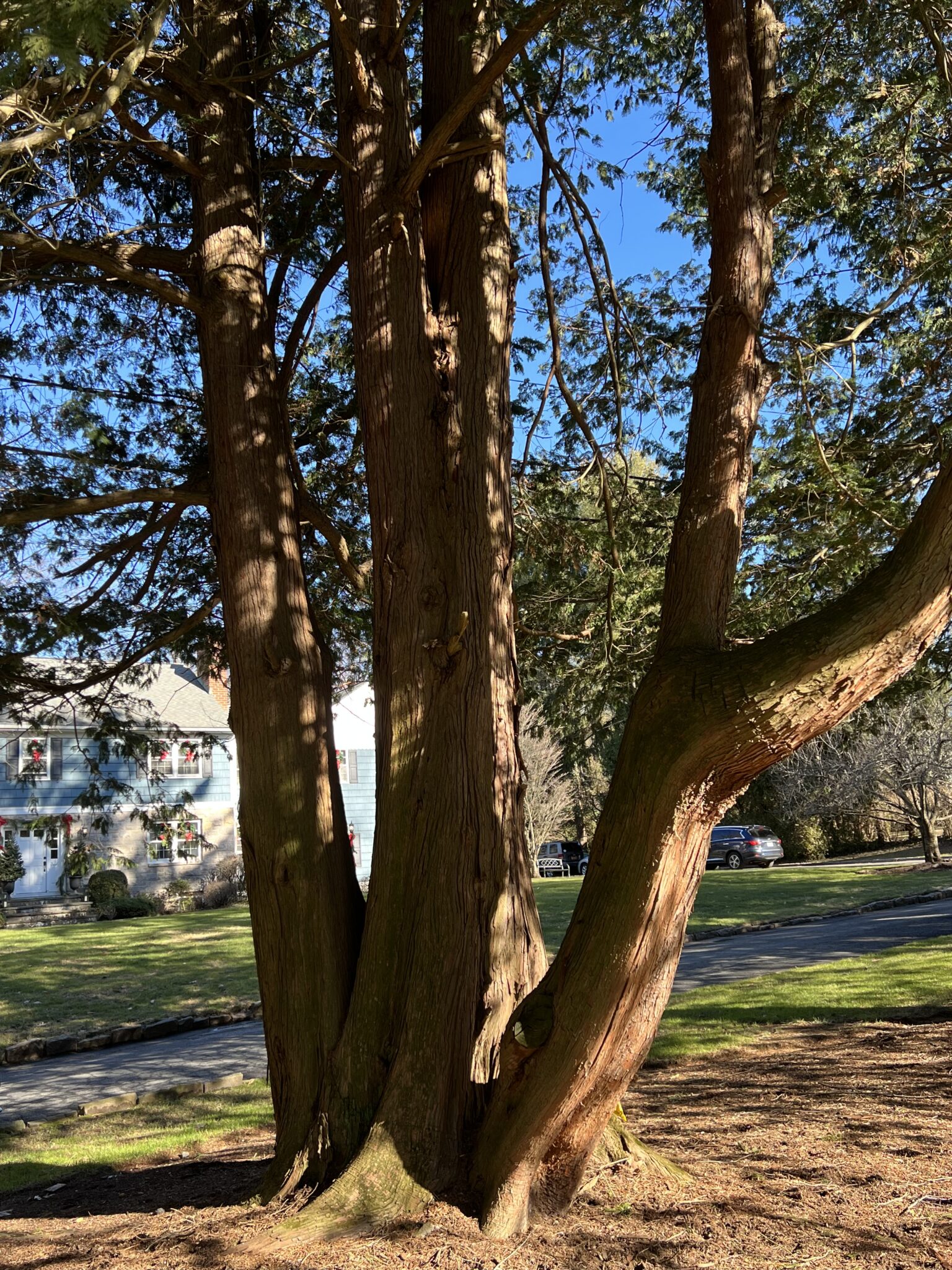 American Evergreen: Eastern Red-cedar - Nature Center at Greenburgh