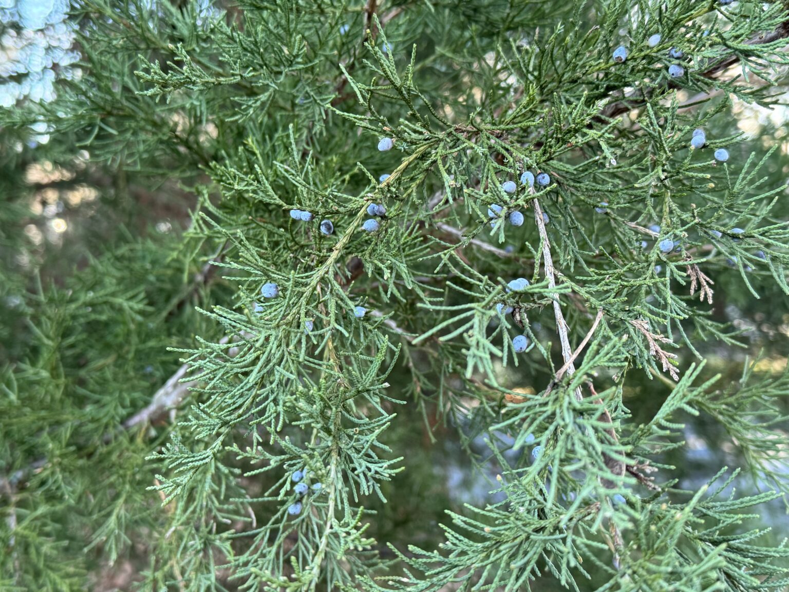 American Evergreen: Eastern Red-cedar - Nature Center at Greenburgh