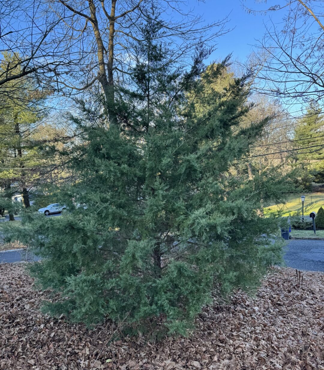American Evergreen: Eastern Red-cedar - Nature Center at Greenburgh