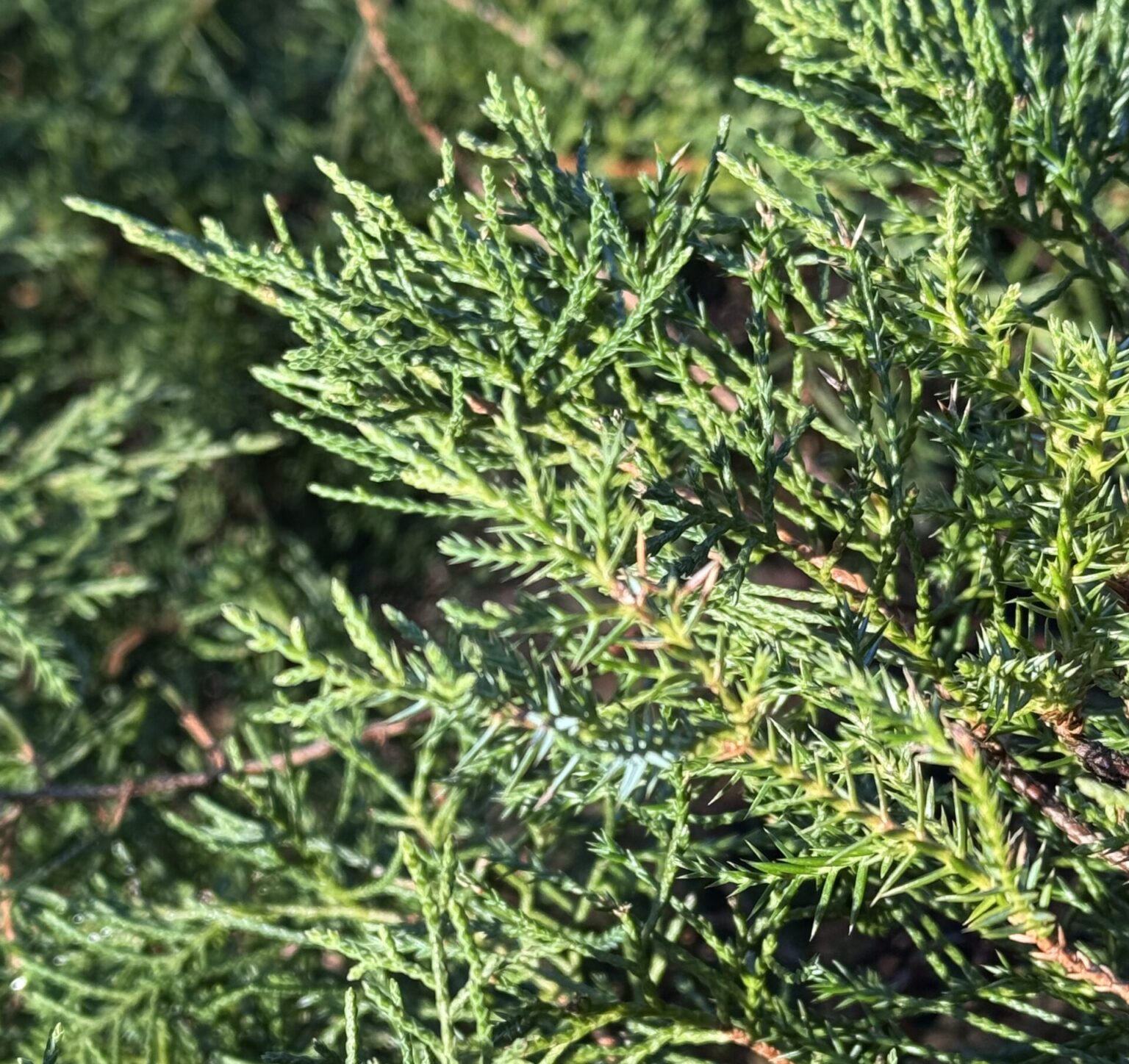 American Evergreen: Eastern Red-cedar - Nature Center at Greenburgh